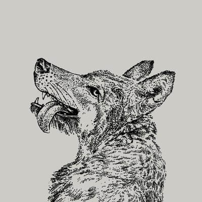 Smiling Wolf - Design Business Network